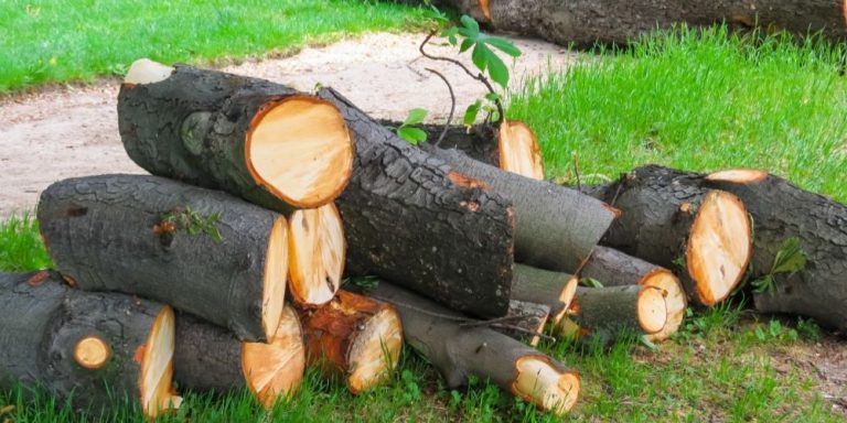 Tree Debris Removal Cost: Pricing Guide, Services and Benefits