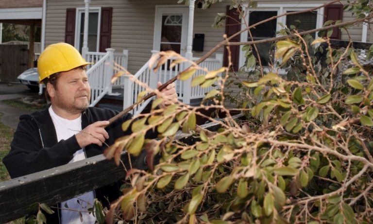 Tree Debris Removal Cost: Pricing Guide, Services and Benefits